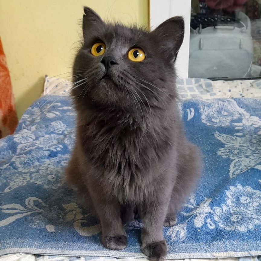 Взрослая, кошка в добрые руки