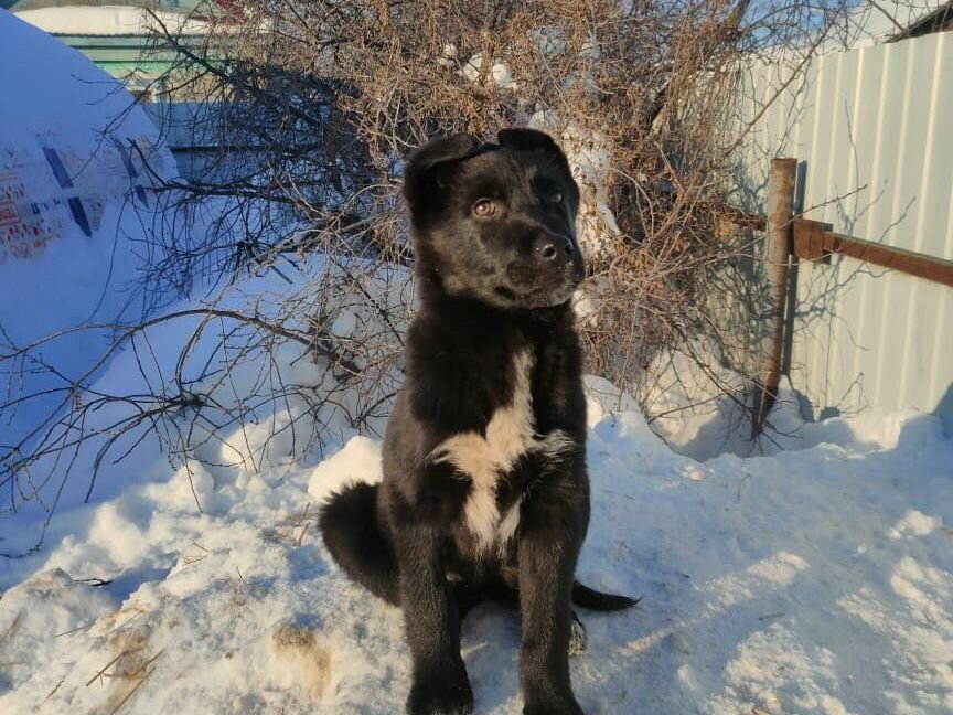 Собака мальчик 3,5 мес