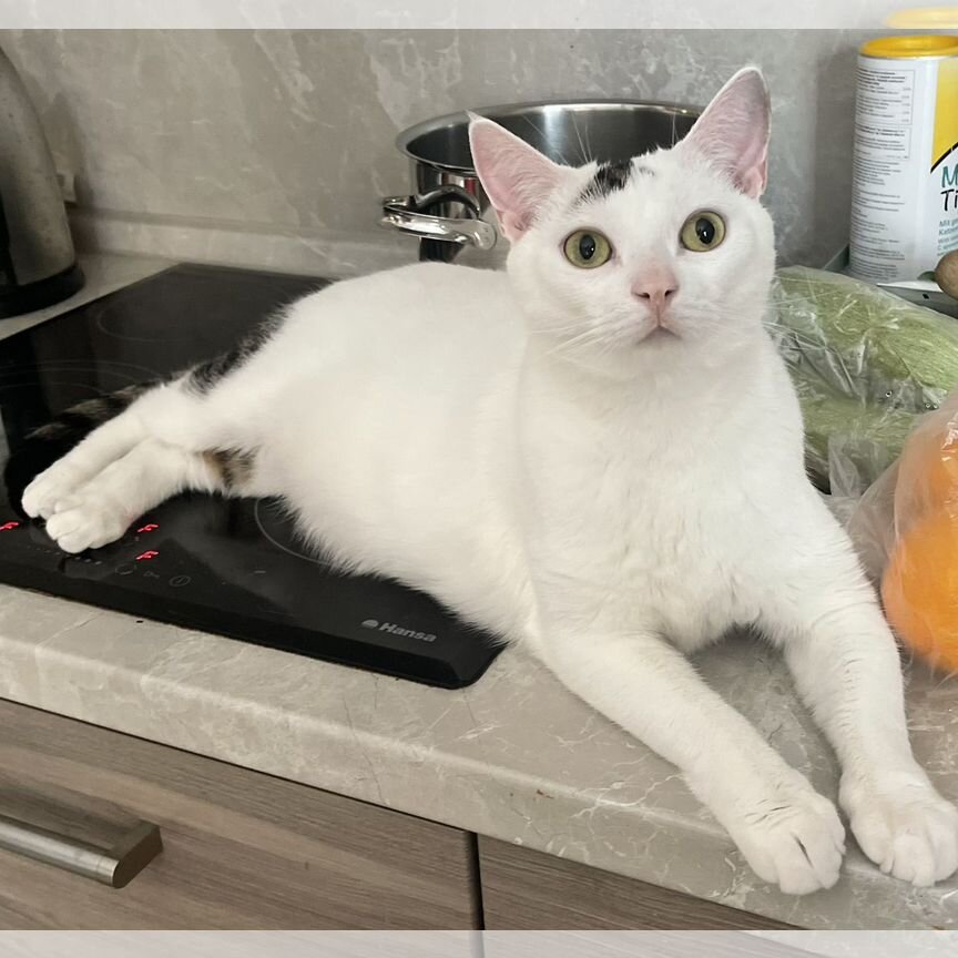Белый котик 2 года