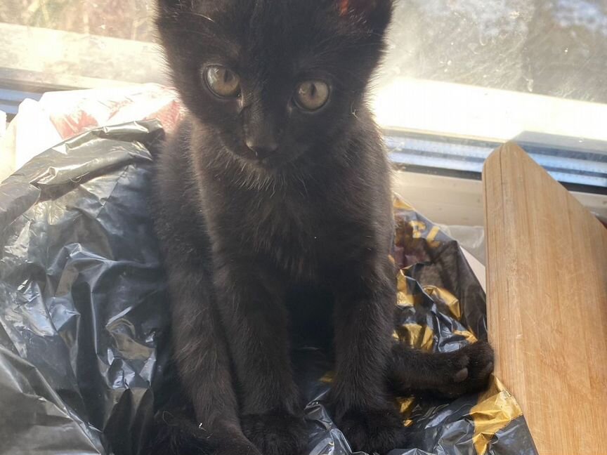 Котенок в добрые руки