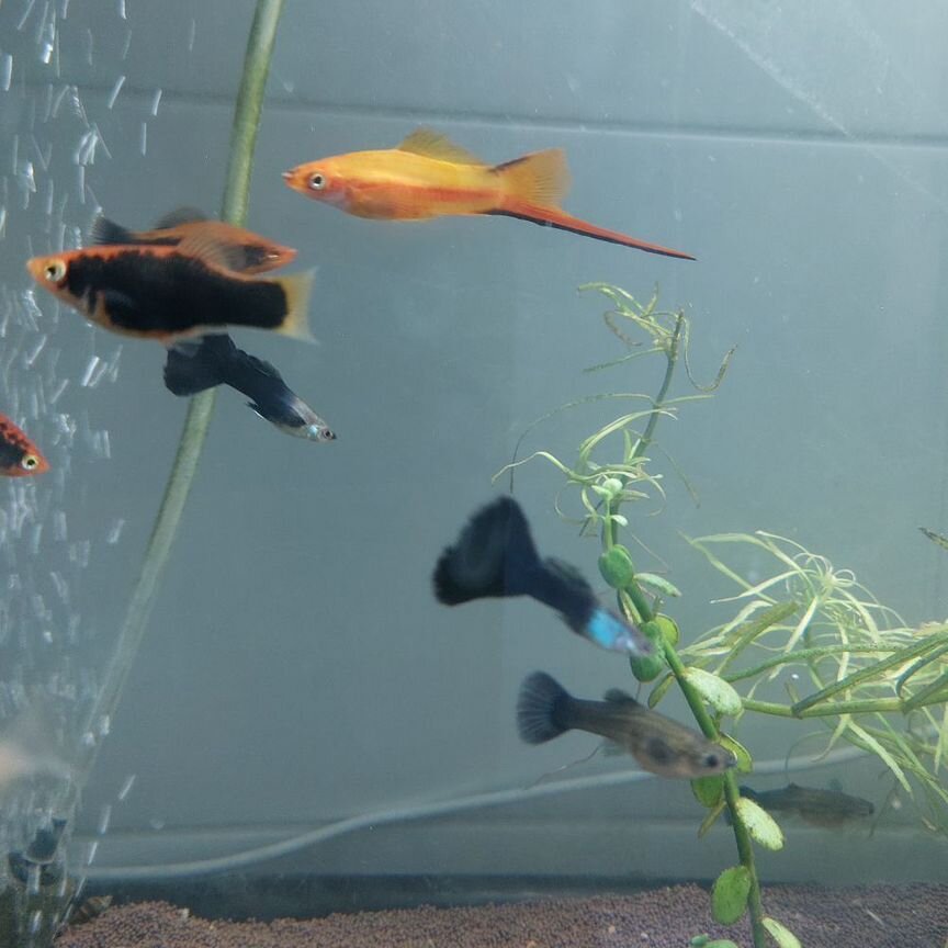 Аквариумные рыбки гуппи