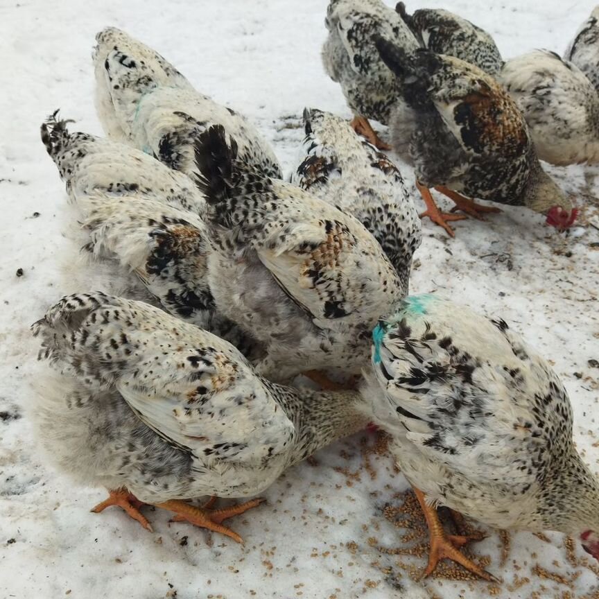 Петухи Мастер грей живым весом