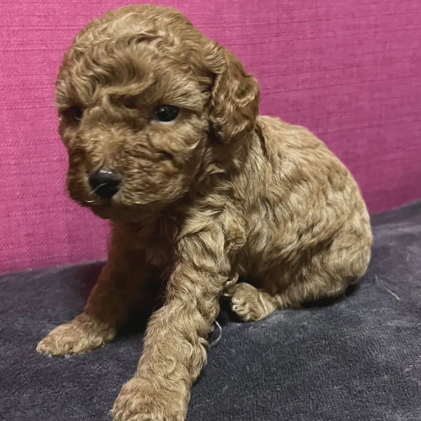 Той-пудель, щенок