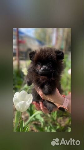 Померанский щпиц мини и супер мини