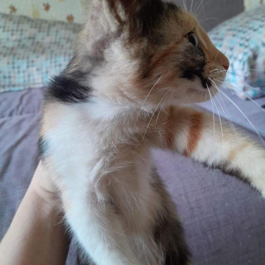 Котя в добрые руки