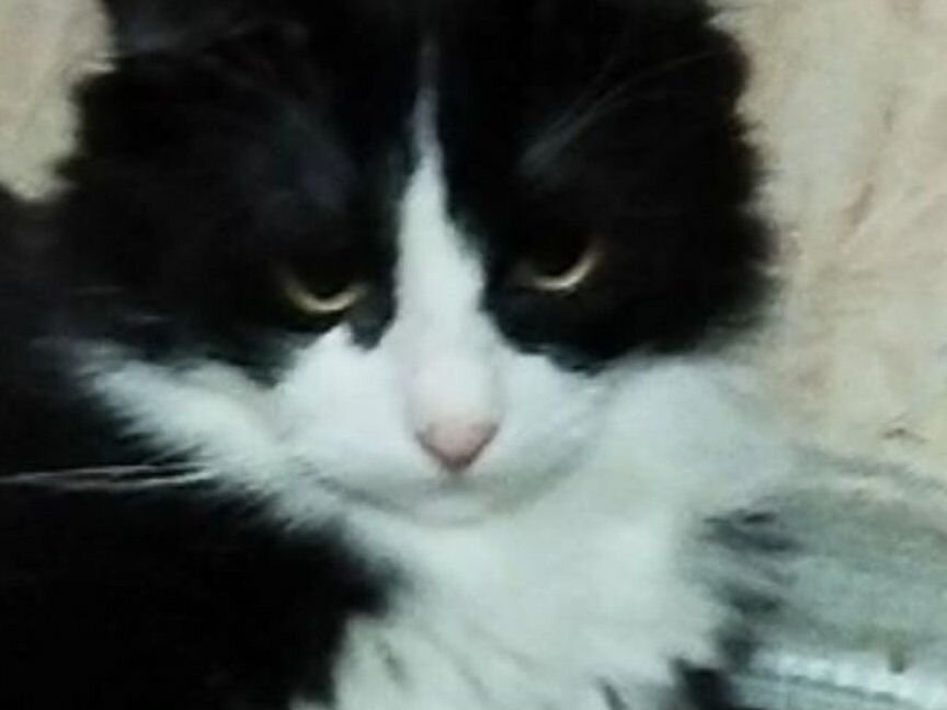 Ласковый подросток- Атос/в квартире у волонтёра