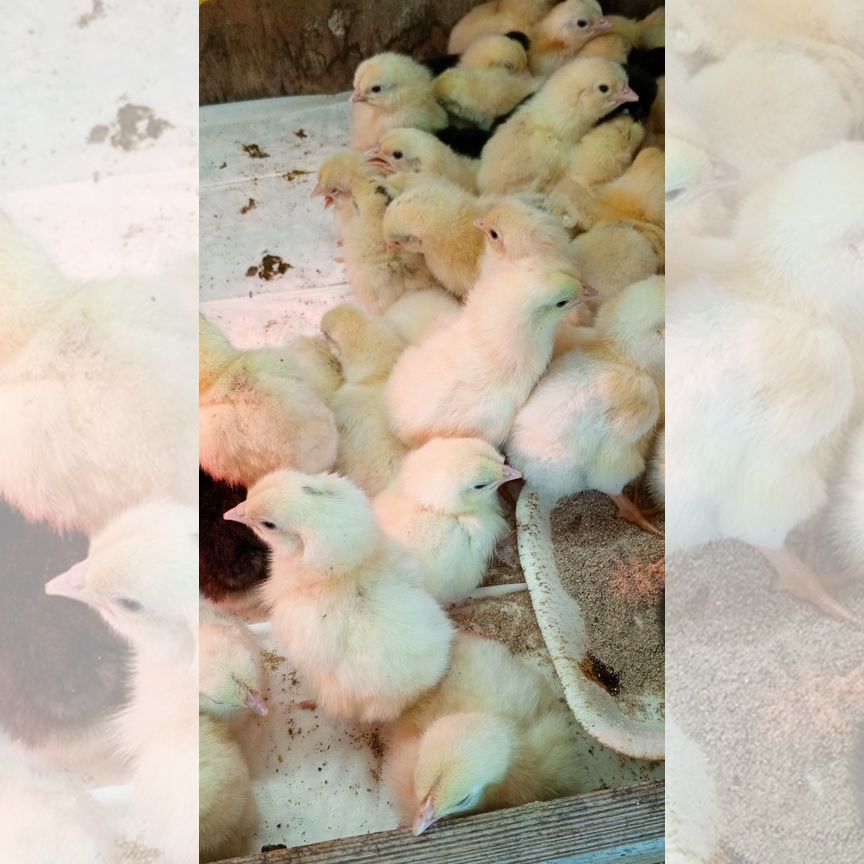 Суточные цыплята Лососевая Загорская