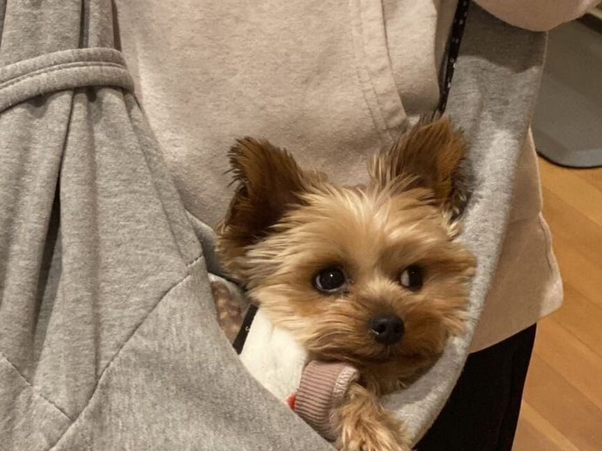 Йоркширский терьер