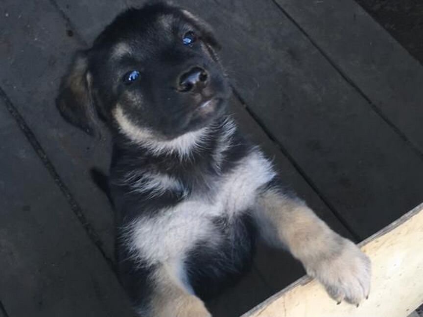 Продам щенок вео