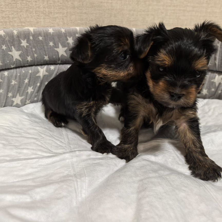Йоркширский терьер щенки