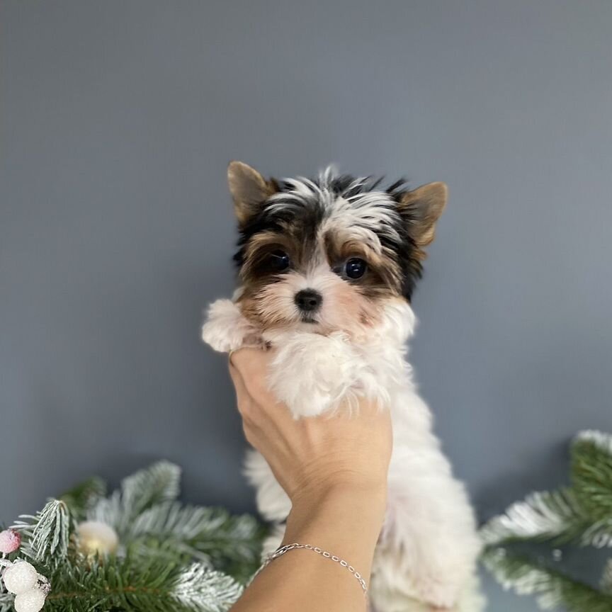 Щенки бивер йоркадевочки РКФ