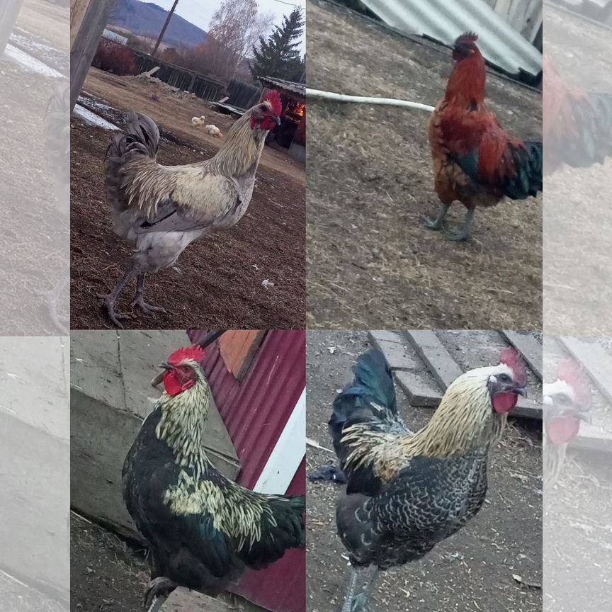 Продам петухов
