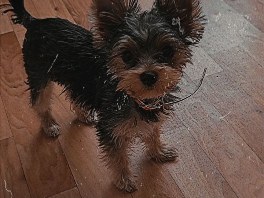 Йоркширский терьер мини