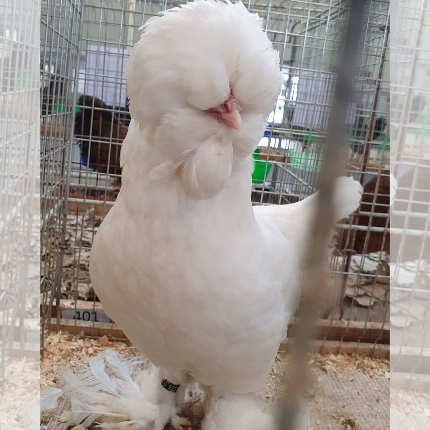 Куры, петухи на племя породные из Германии