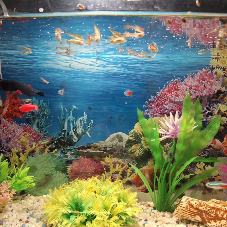 Аквариум с тумбой 45 литров с рыбками