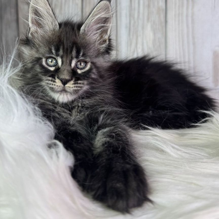 Мейн-кун котёнок