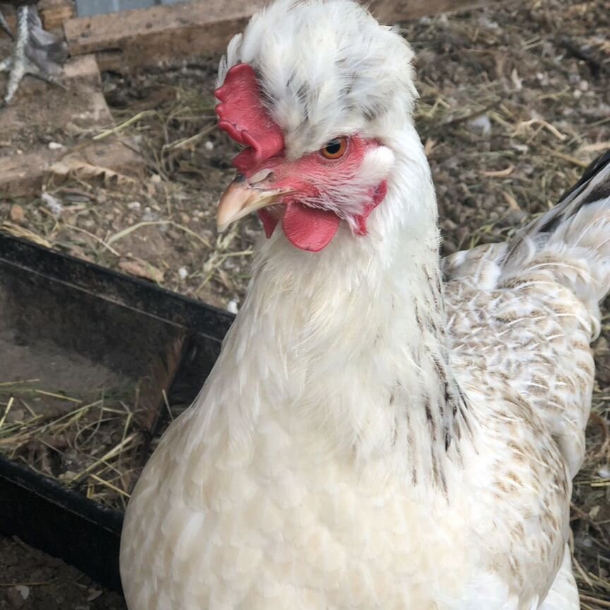 Куры несушки