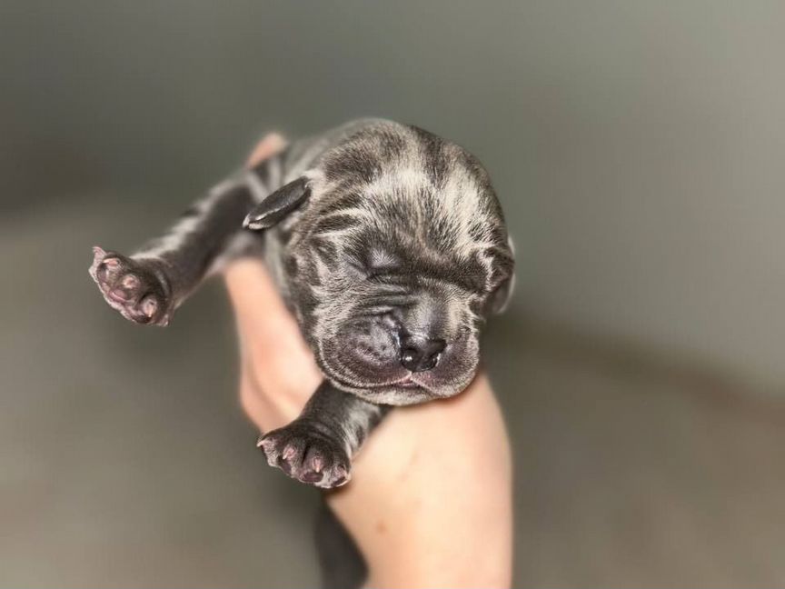 Щенки кане-корсо