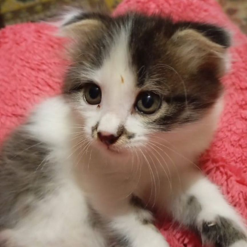Кошка, обычная вислоухая