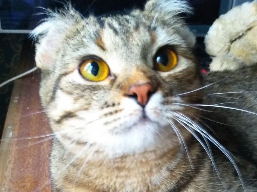 Кошечка Бася былп найдена в мороз