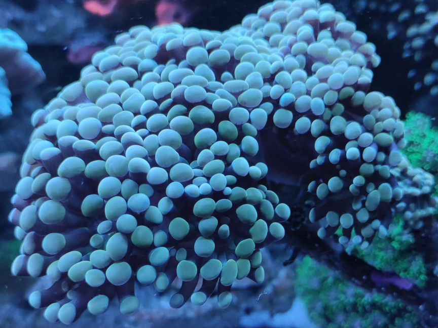 Коралл Эуфилия Белое золото (Euphyllia White Gold)