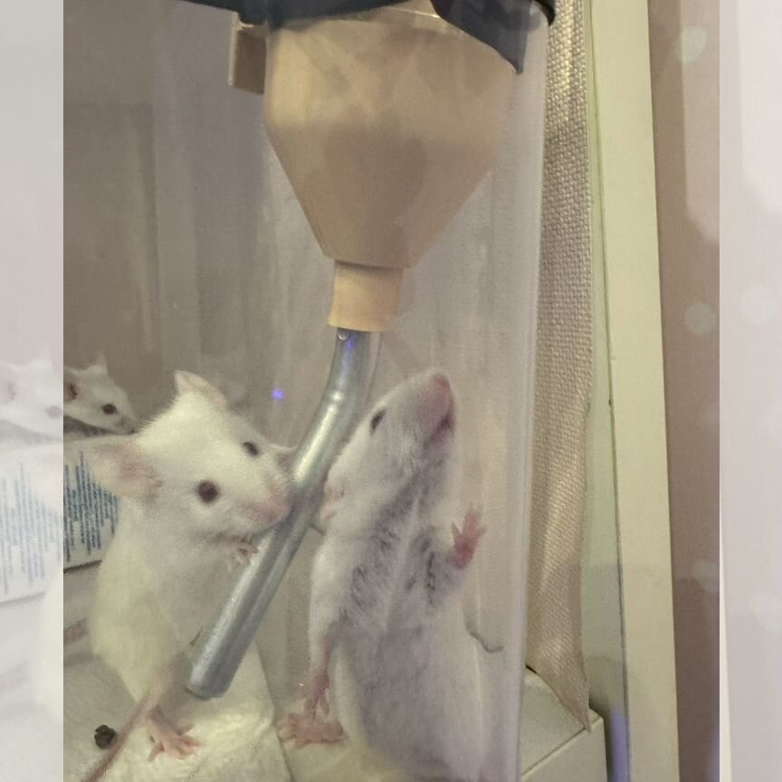 Кормовые мыши голыши