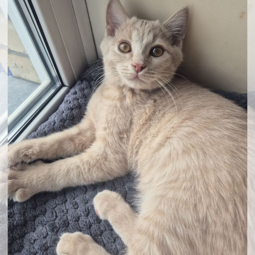 Шотландский прямоухий длинношёрстный котёнок