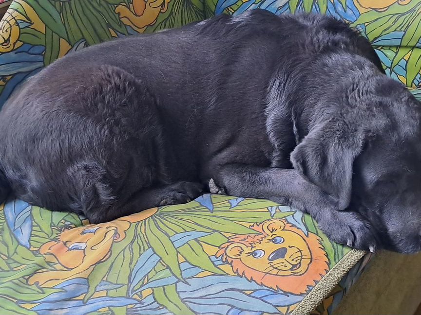 Собака в добрые руки отдам бесплатно