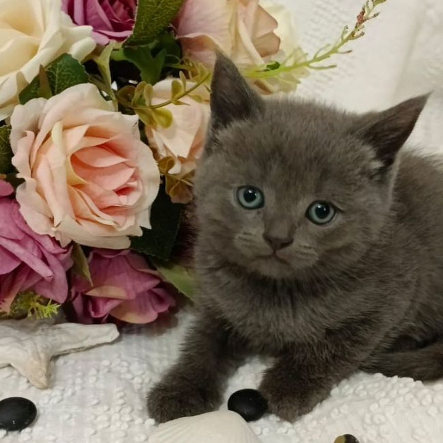 Котята ждут своего хозяина