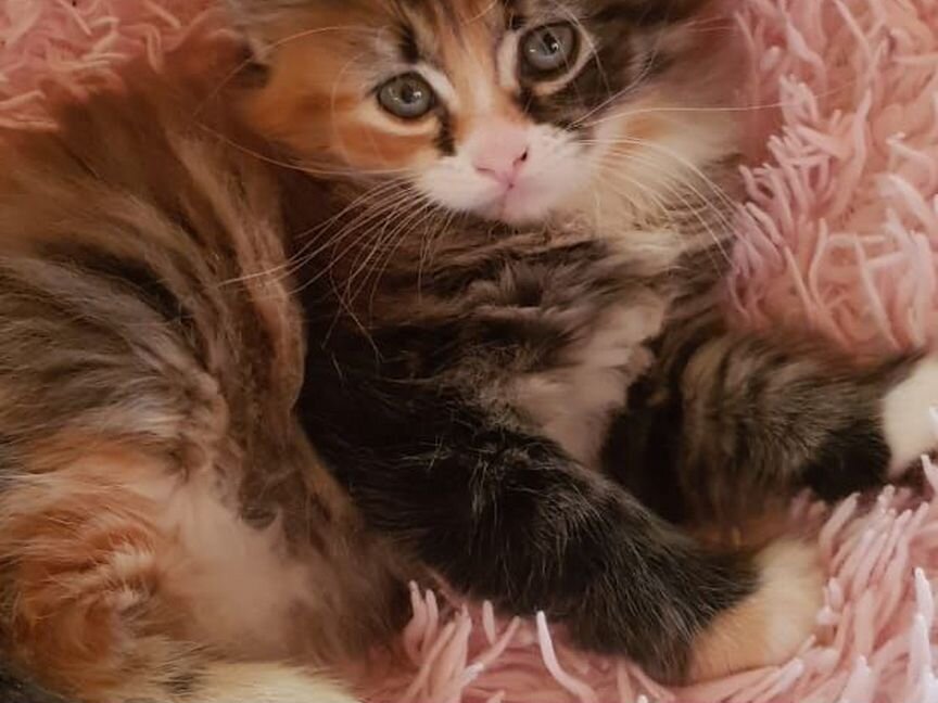 Сибирские котята