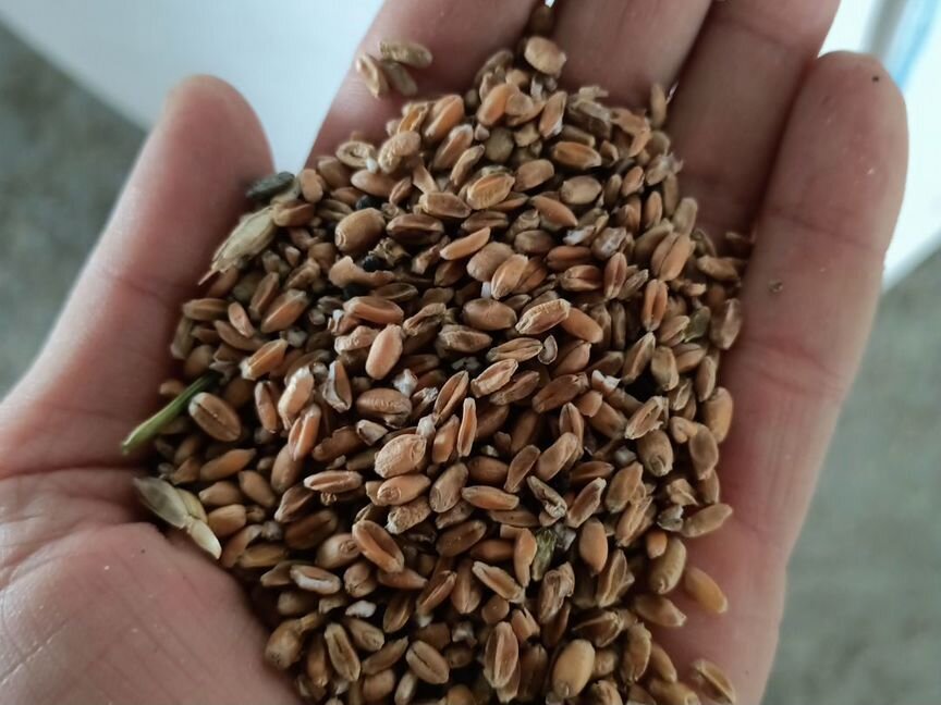 Пшеница фуражная