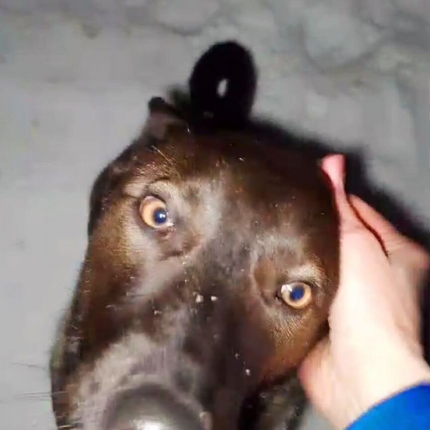 Шоколадный мальчик