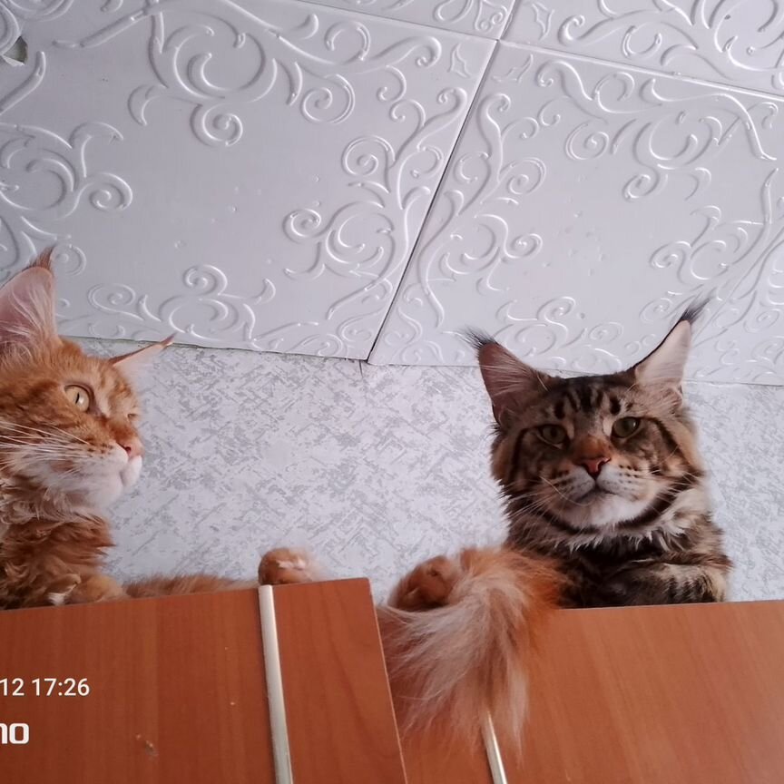 Котенок мейнкун девочка