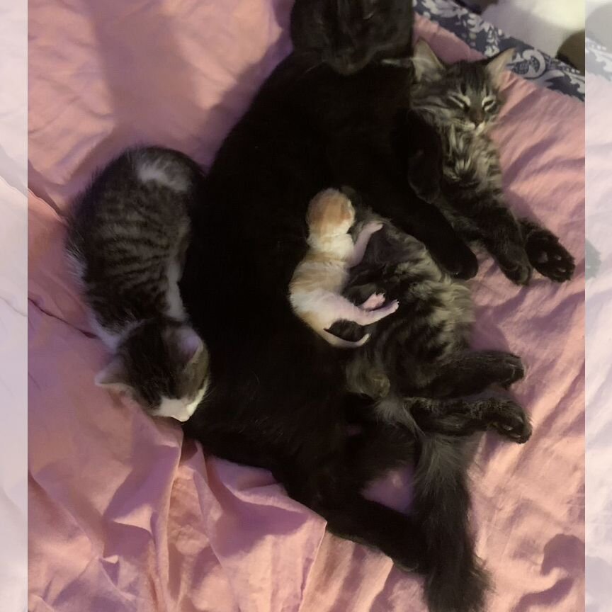 Котик в добрые руки