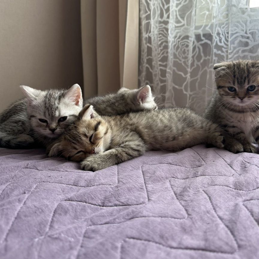 Шотландские котята