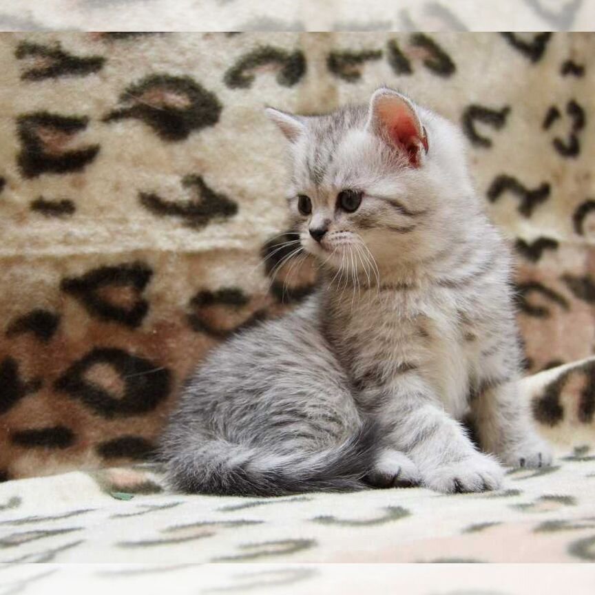 Шотландский прямоухий короткошёрстный котёнок
