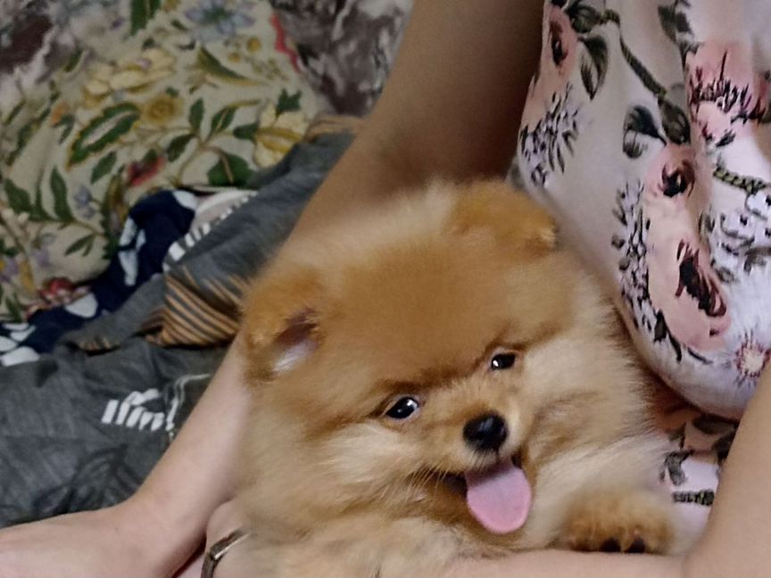Шпицульки