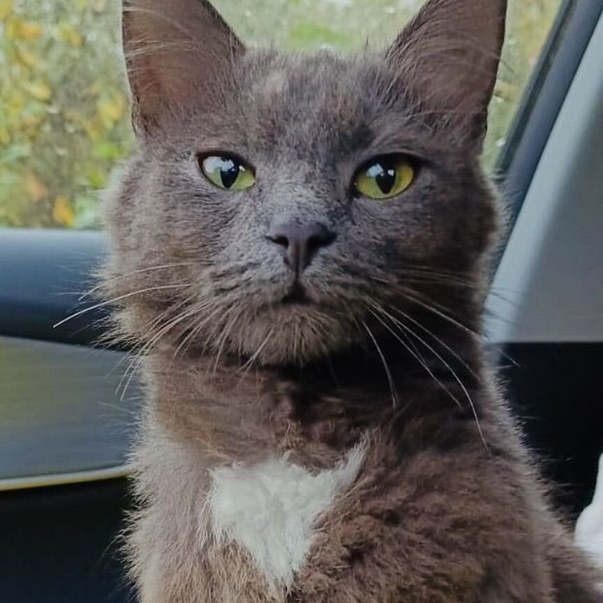 Ласковая кошка ищет дом