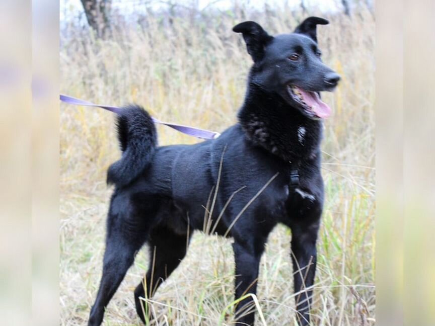 Собака из приюта в добрые руки Шакир собака в дар