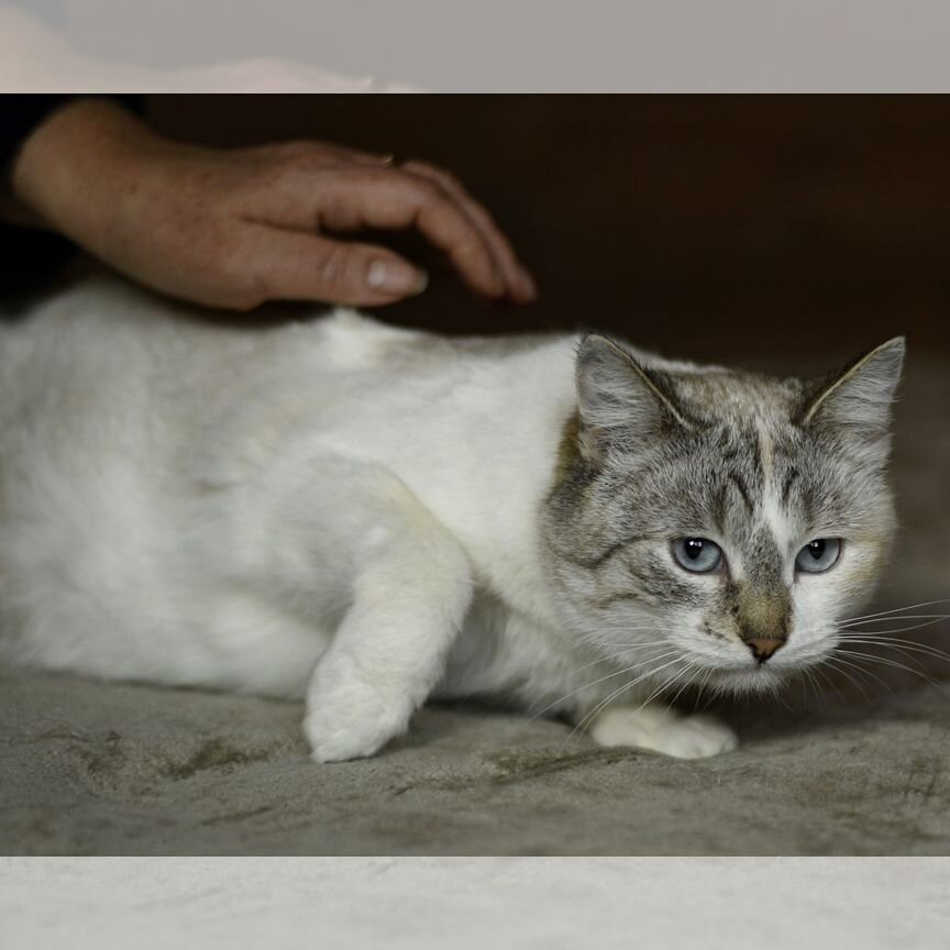 Кошка тайка ищет семью