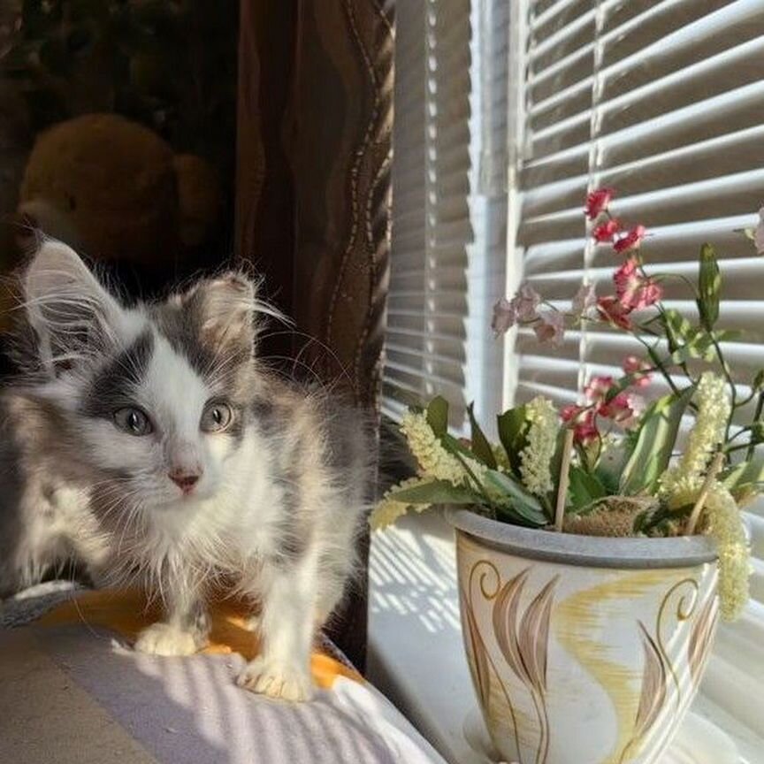 Котёнок булочка в добрые руки