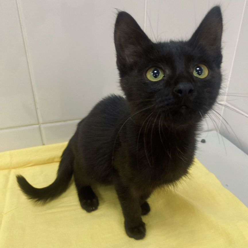 Котенок в добрые руки