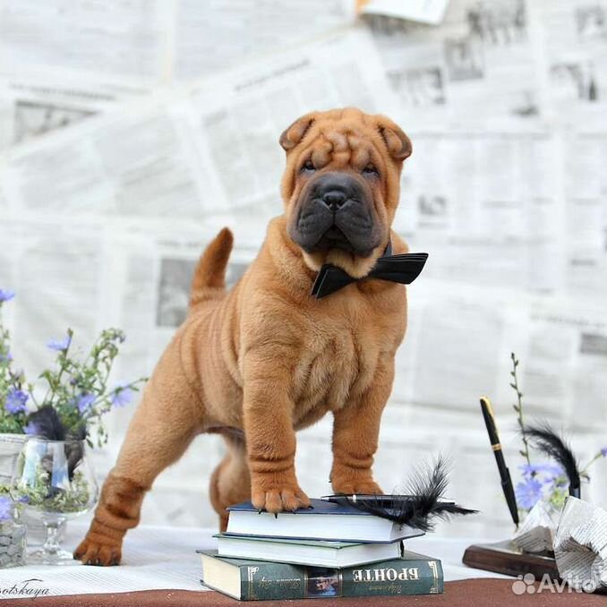 Джентельмен щенок шарпея