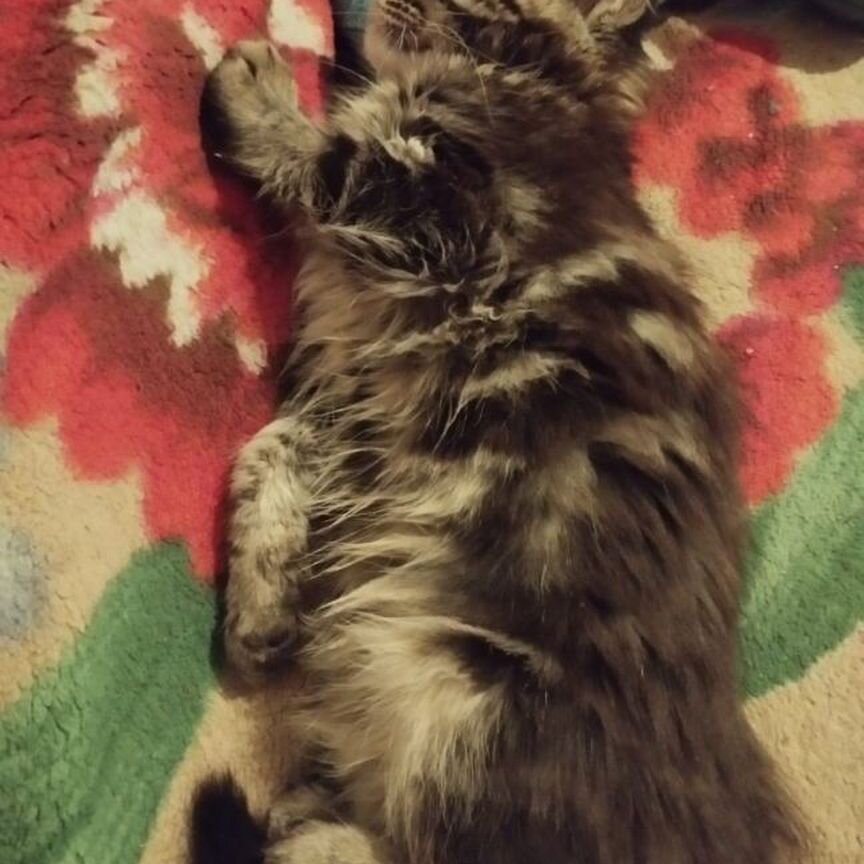 Котята мейн-кун