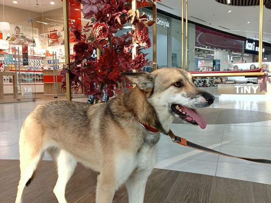 Милаха Мушка ищет дом