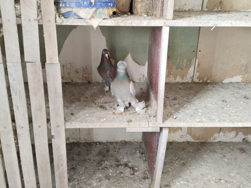 Ленинаканские голуби