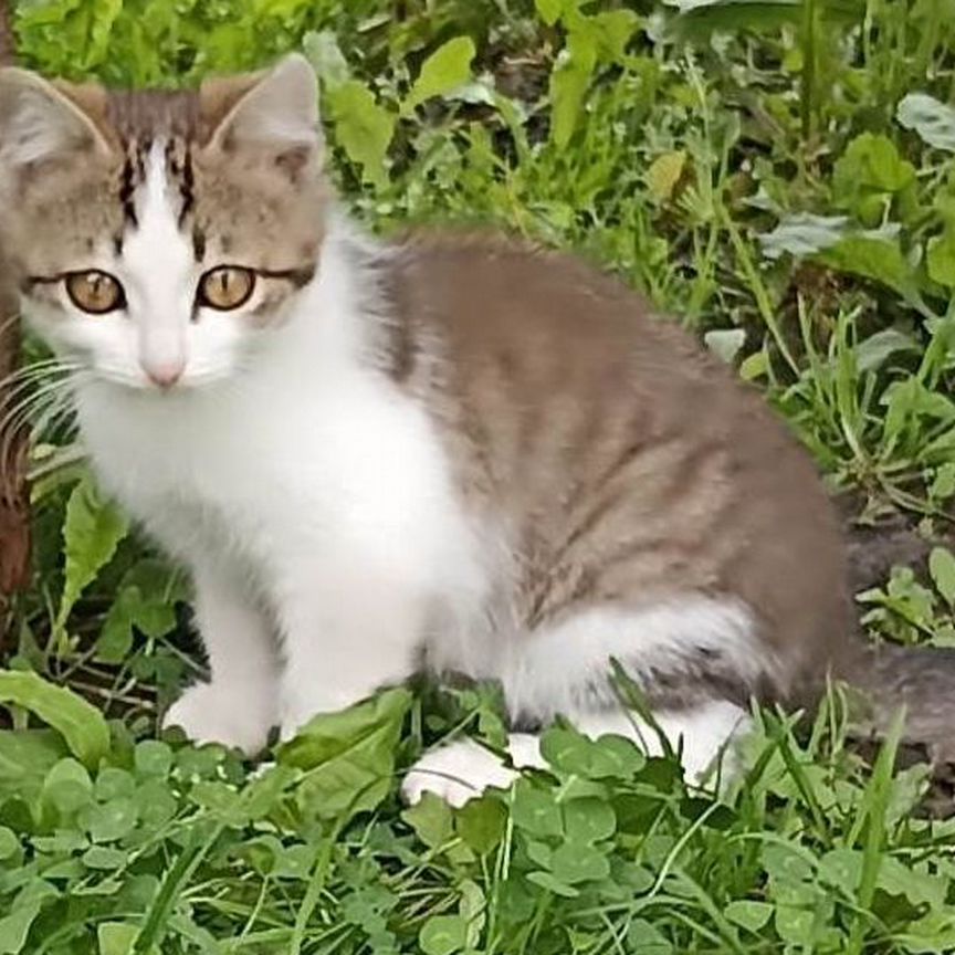 Сибирские котята