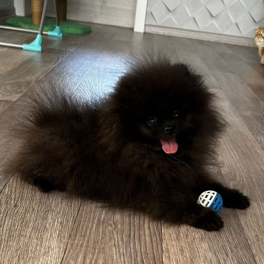 Померанский шпиц, щенок