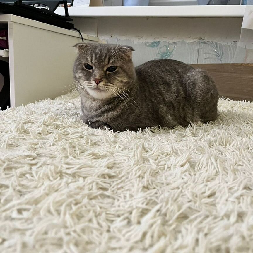 Породистая домашняя кошка