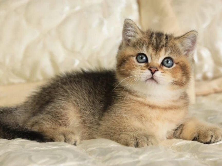 Котёнок золотой шиншилы